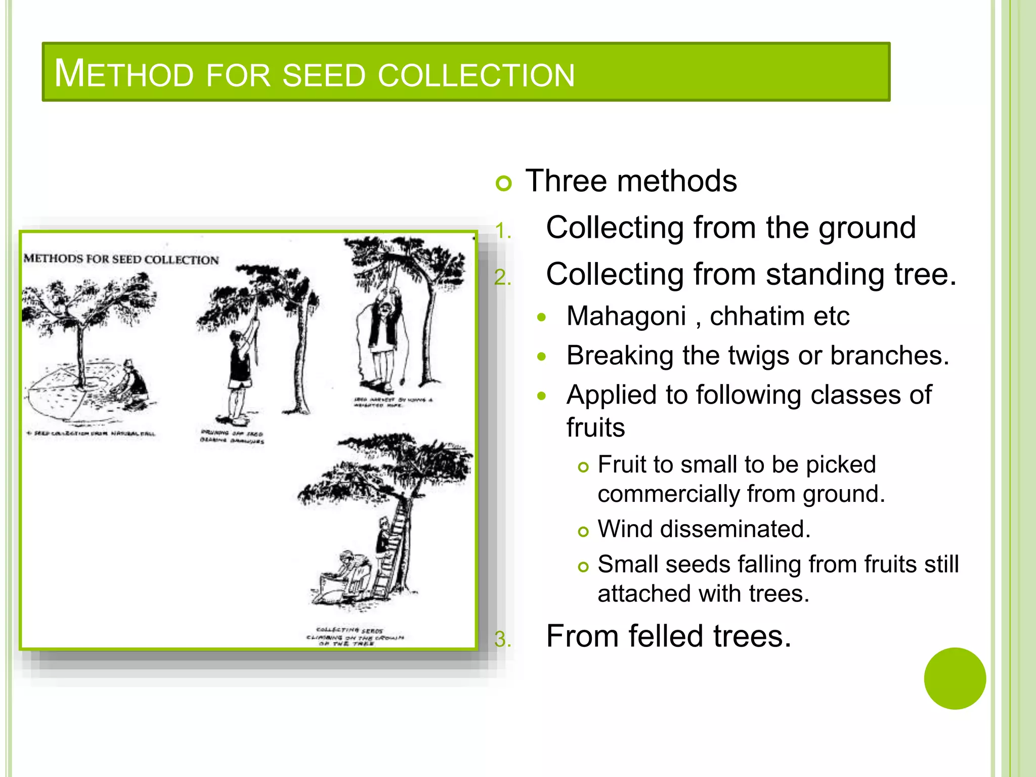 Forest tree seeds | PPTX