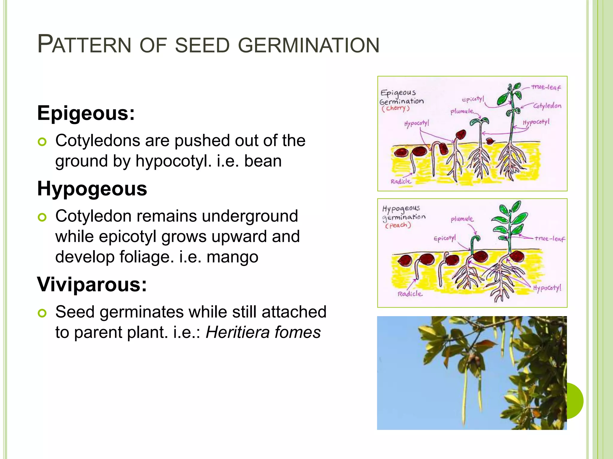 Forest tree seeds | PPTX