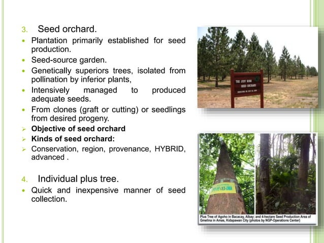 Forest tree seeds | PPTX | Gardening | Home & Garden