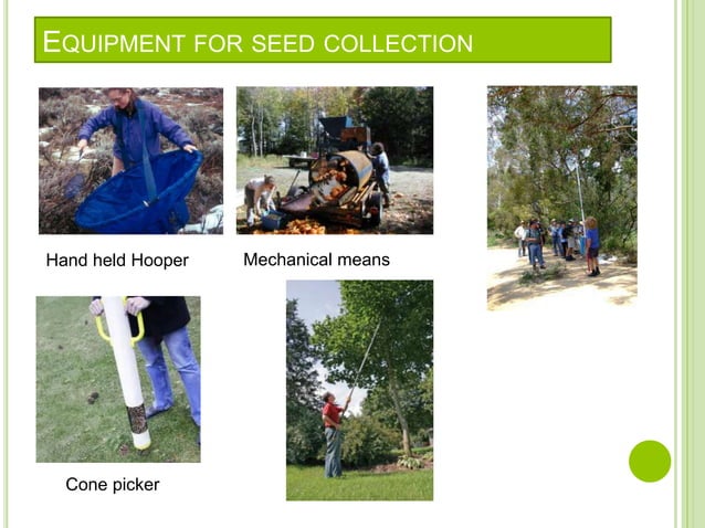 Forest tree seeds | PPTX | Gardening | Home & Garden