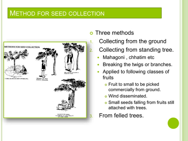 Forest tree seeds | PPTX | Gardening | Home & Garden