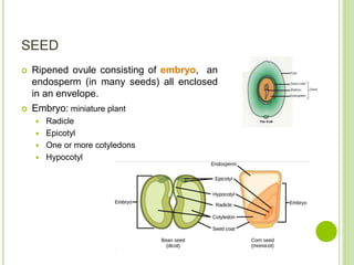 Forest tree seeds | PPTX