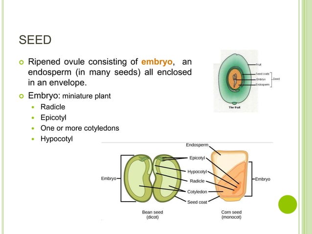 Forest tree seeds | PPTX | Gardening | Home & Garden