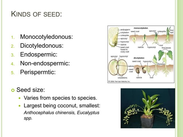 Forest tree seeds | PPTX | Gardening | Home & Garden