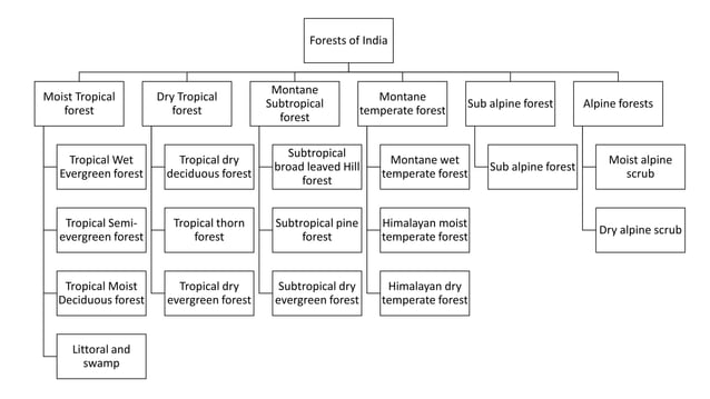 Classification and Description of Types of Forests | PPT