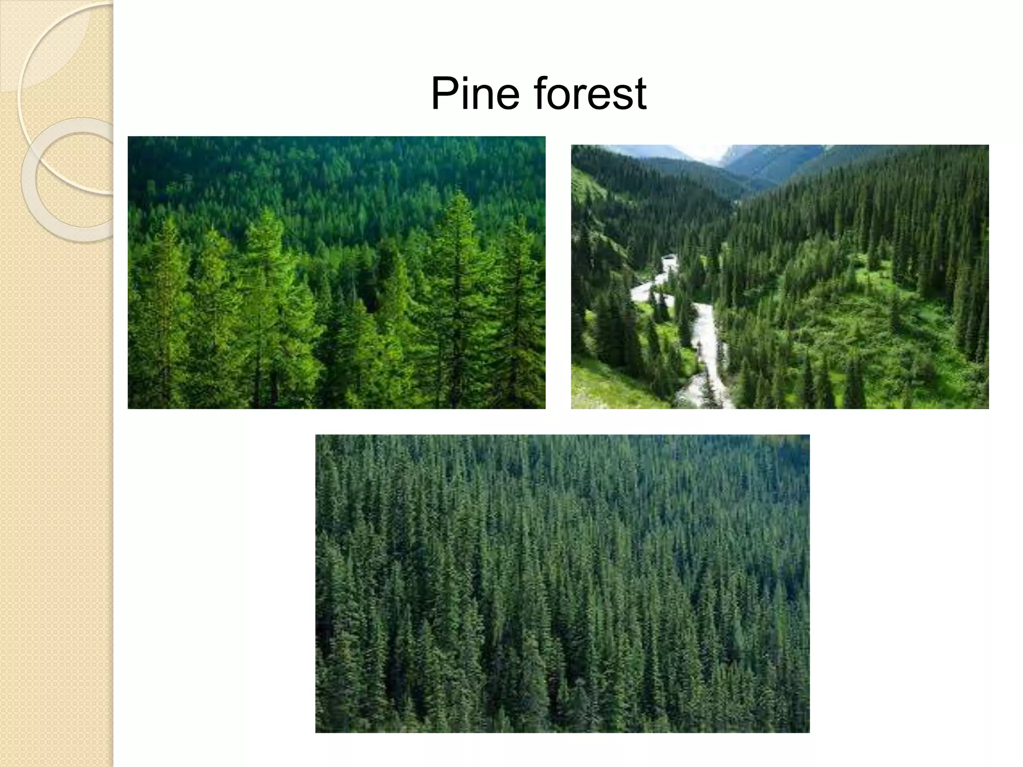 Forest Types | PPTX