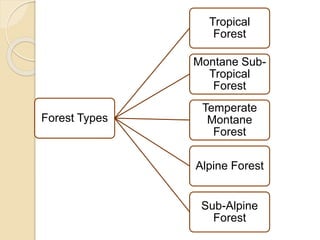 Forest Types | PPTX | Weather | Science