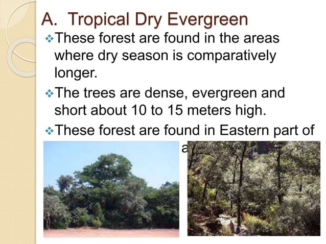 Forest Types | PPTX | Weather | Science