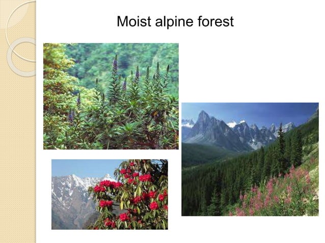 Forest Types | PPTX | Weather | Science