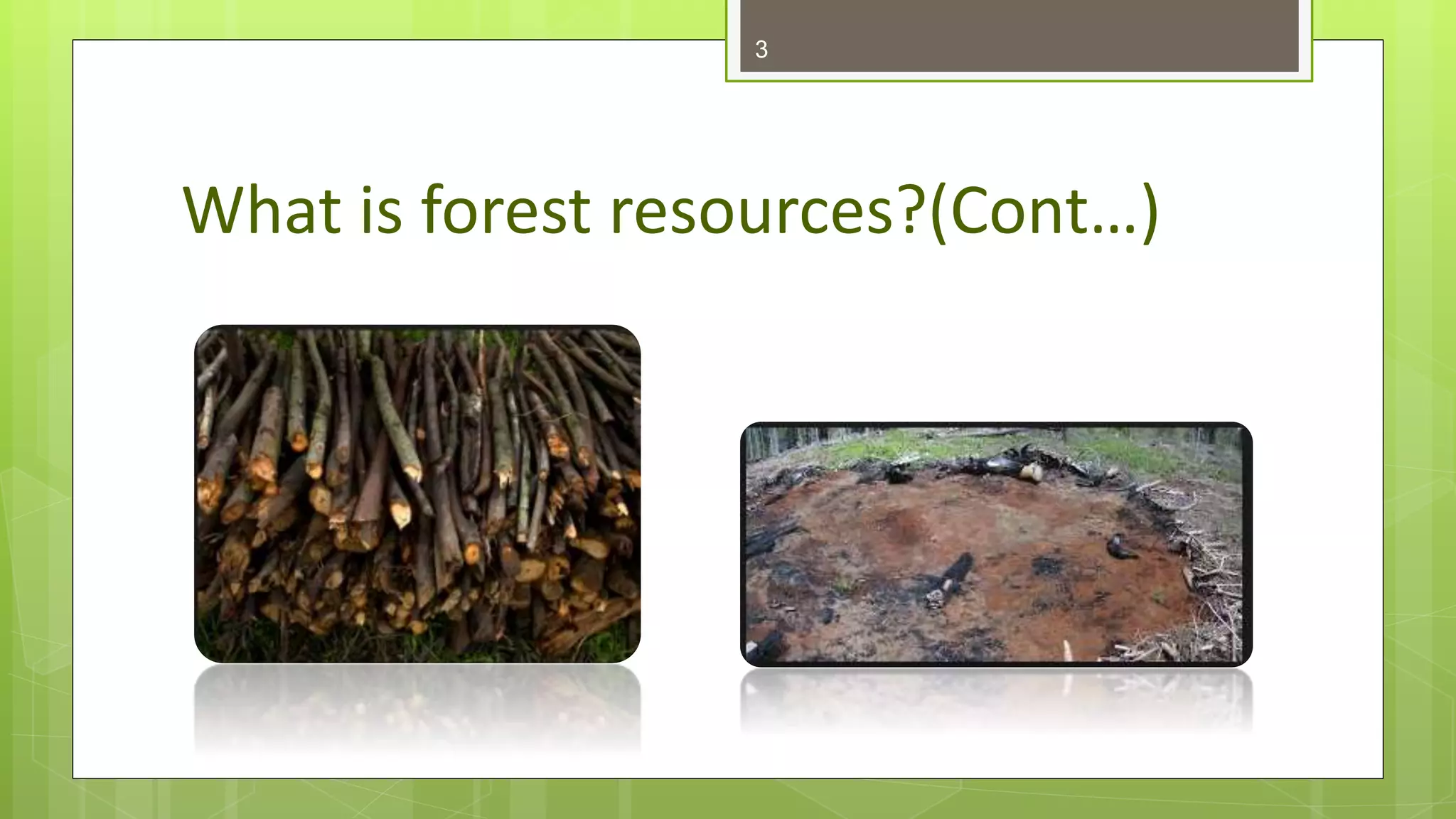 Forest | PPT