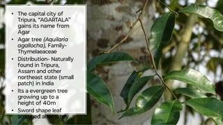 Forest Utilization-II-Agarwood tree uses and family | PDF