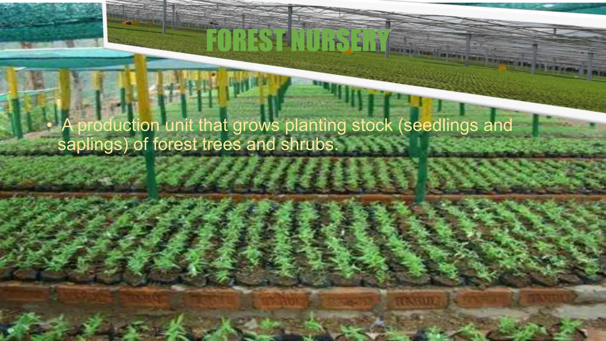 Modern tools and equipments used in Forest Nursery.pptx