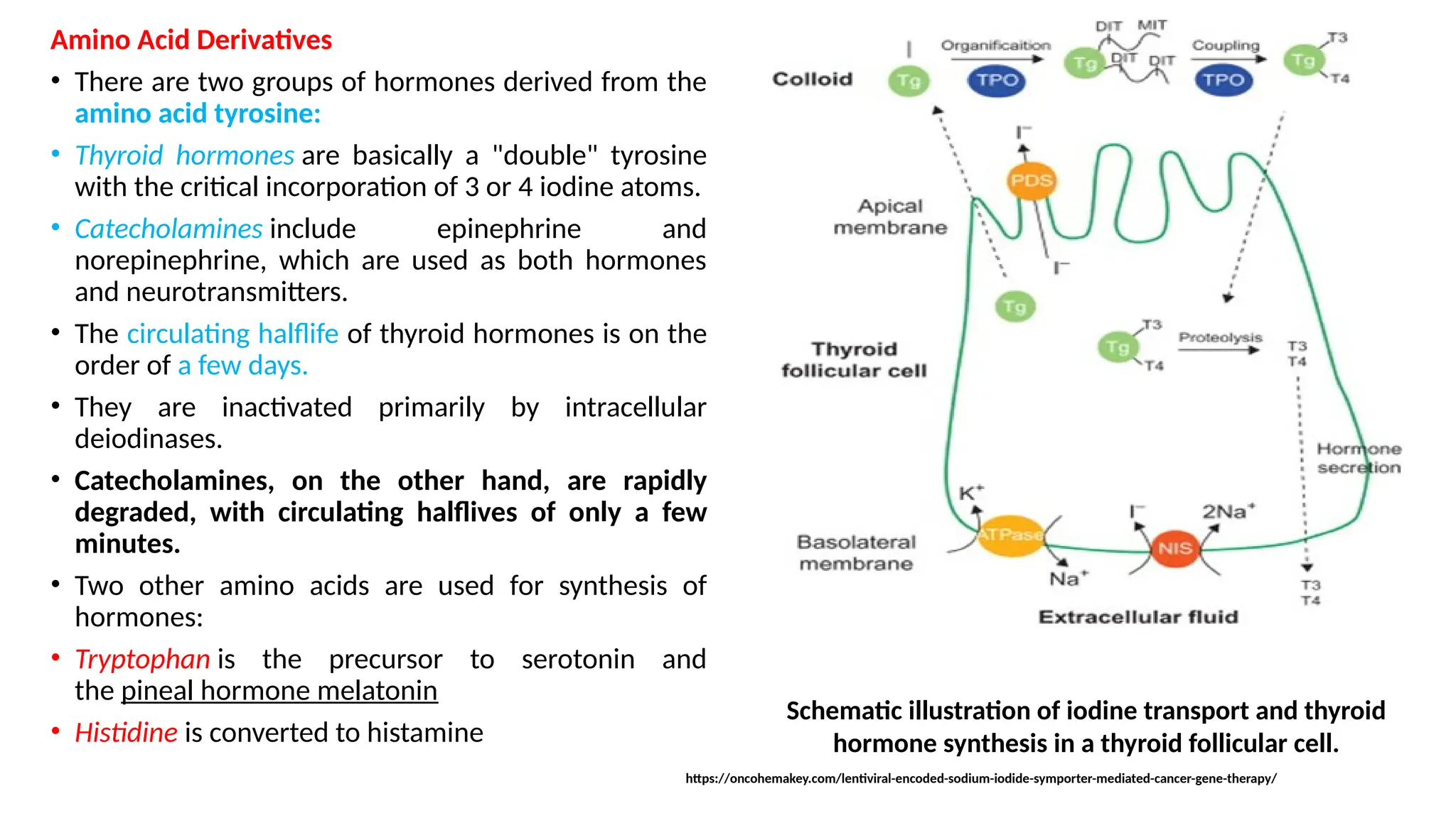 biosynthesis of pepotide, protein, steroid, amino acid derivative and ...