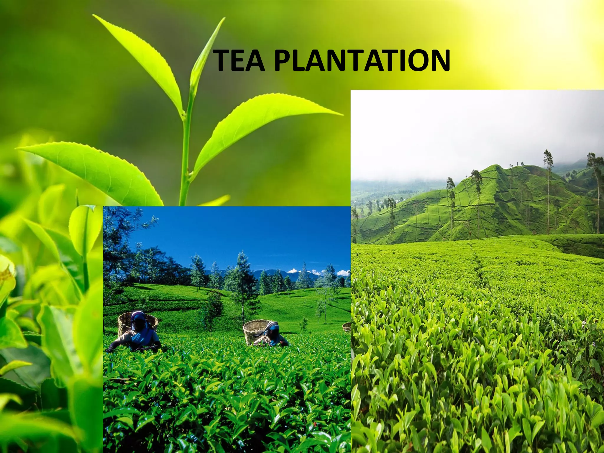 Basics of Tea | PPT