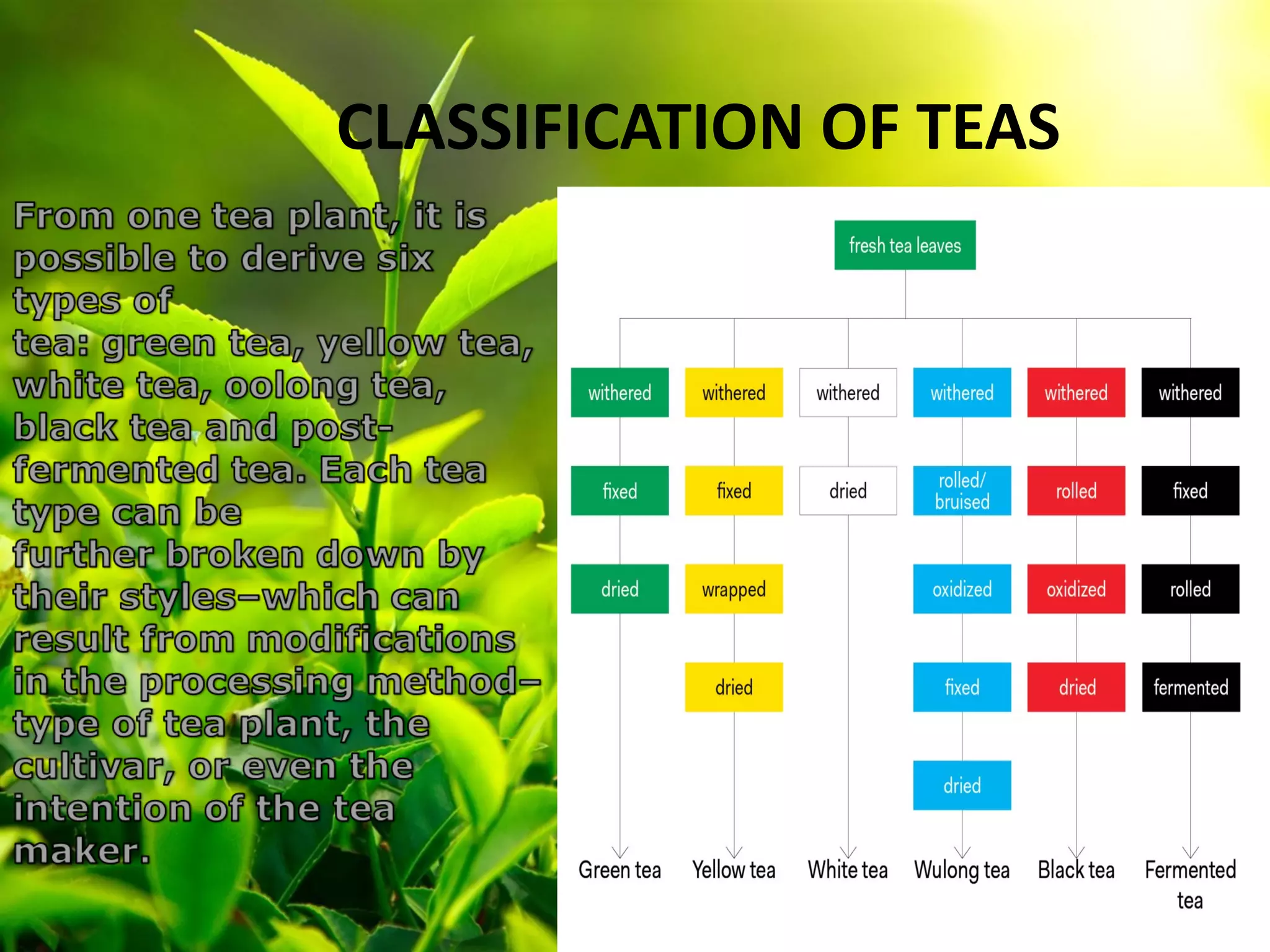 Basics of Tea | PPT