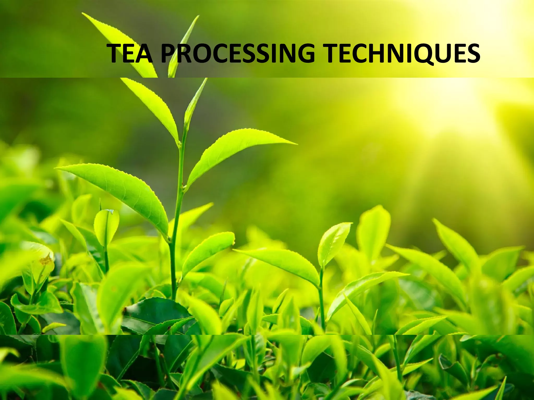 Basics of Tea | PPT