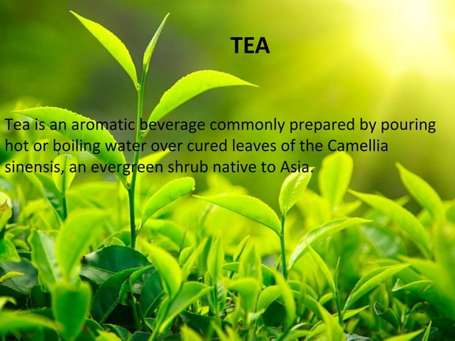 Basics of Tea | PPT | Food & Drink