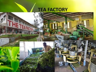 Basics of Tea | PPT