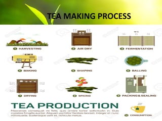 Basics of Tea | PPT
