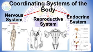 for LIVE Teaching Q3- System Coordination and Hormonal Changes in the ...