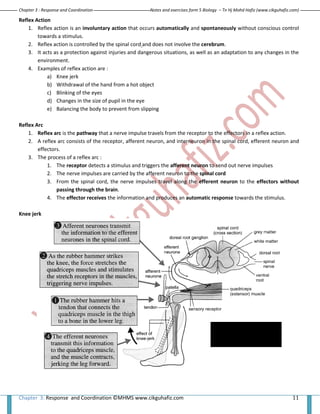 Form 5 biology notes chapter 3 - Coordination | PDF