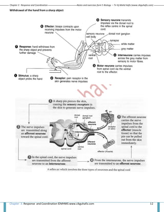 Form 5 biology notes chapter 3 - Coordination | PDF
