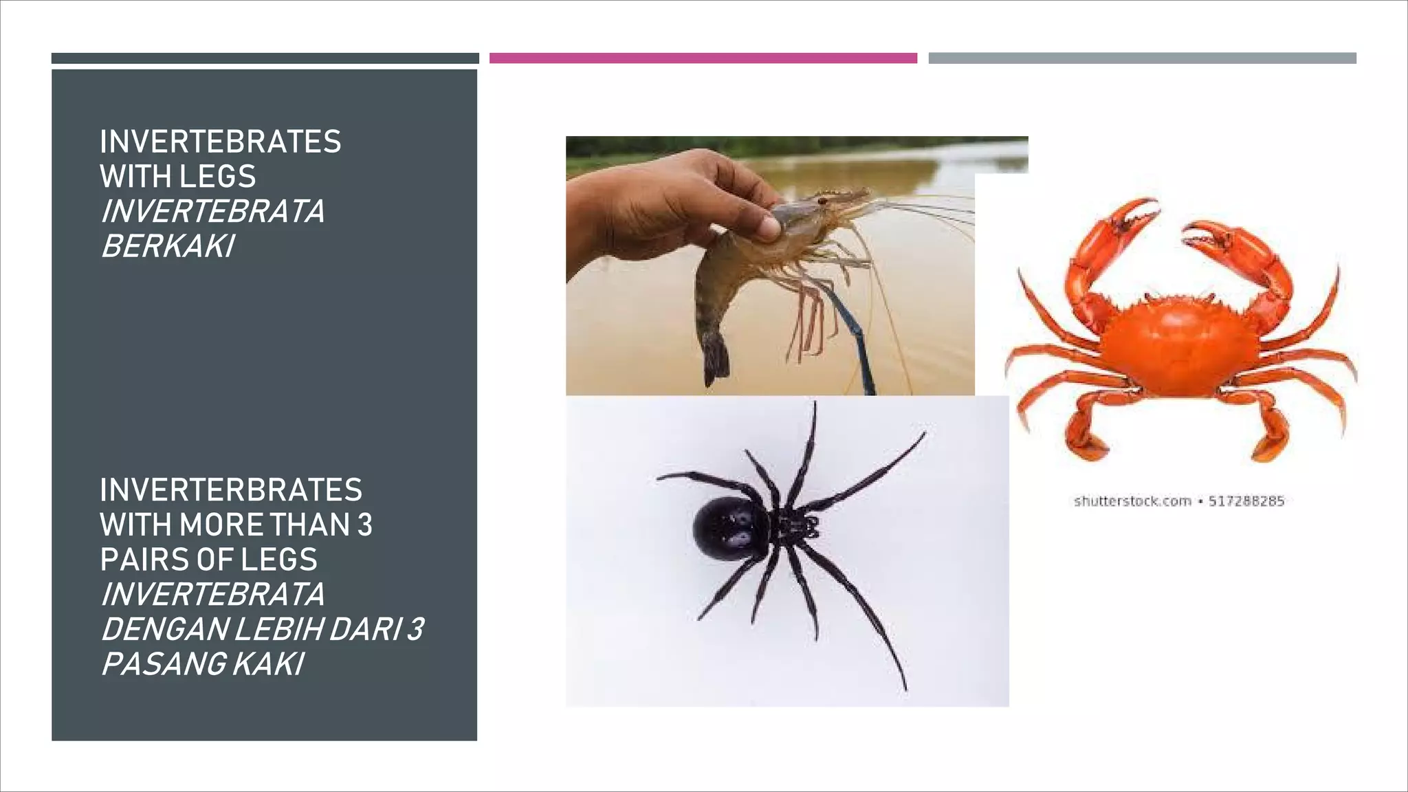 Form 2 DLP Chapter 1 Biodiversity | PDF