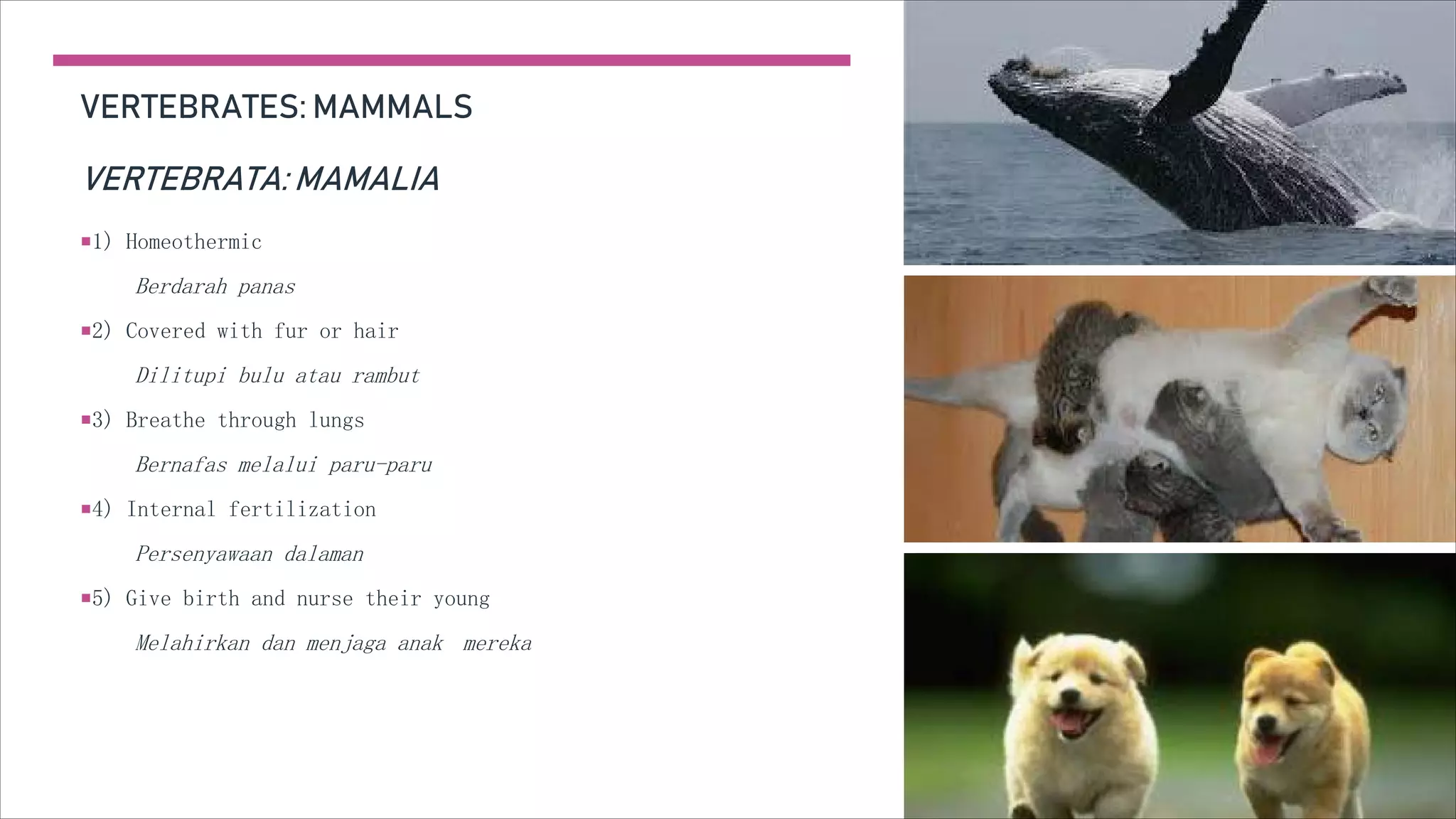 Form 2 DLP Chapter 1 Biodiversity | PDF