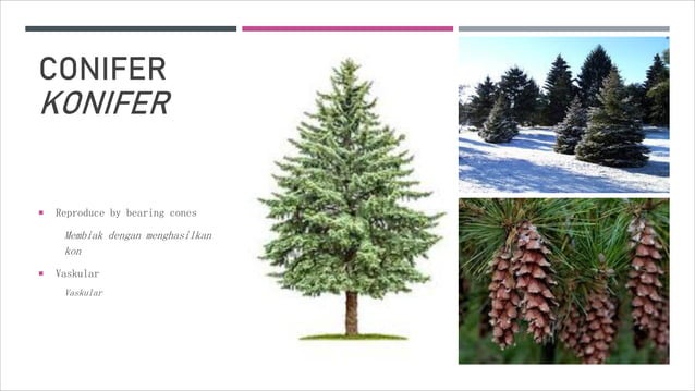 Form 2 DLP Chapter 1 Biodiversity | PDF