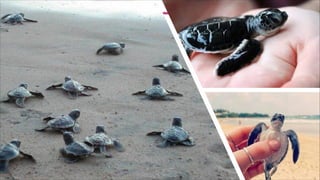 Form 2 DLP Chapter 1 Biodiversity | PDF