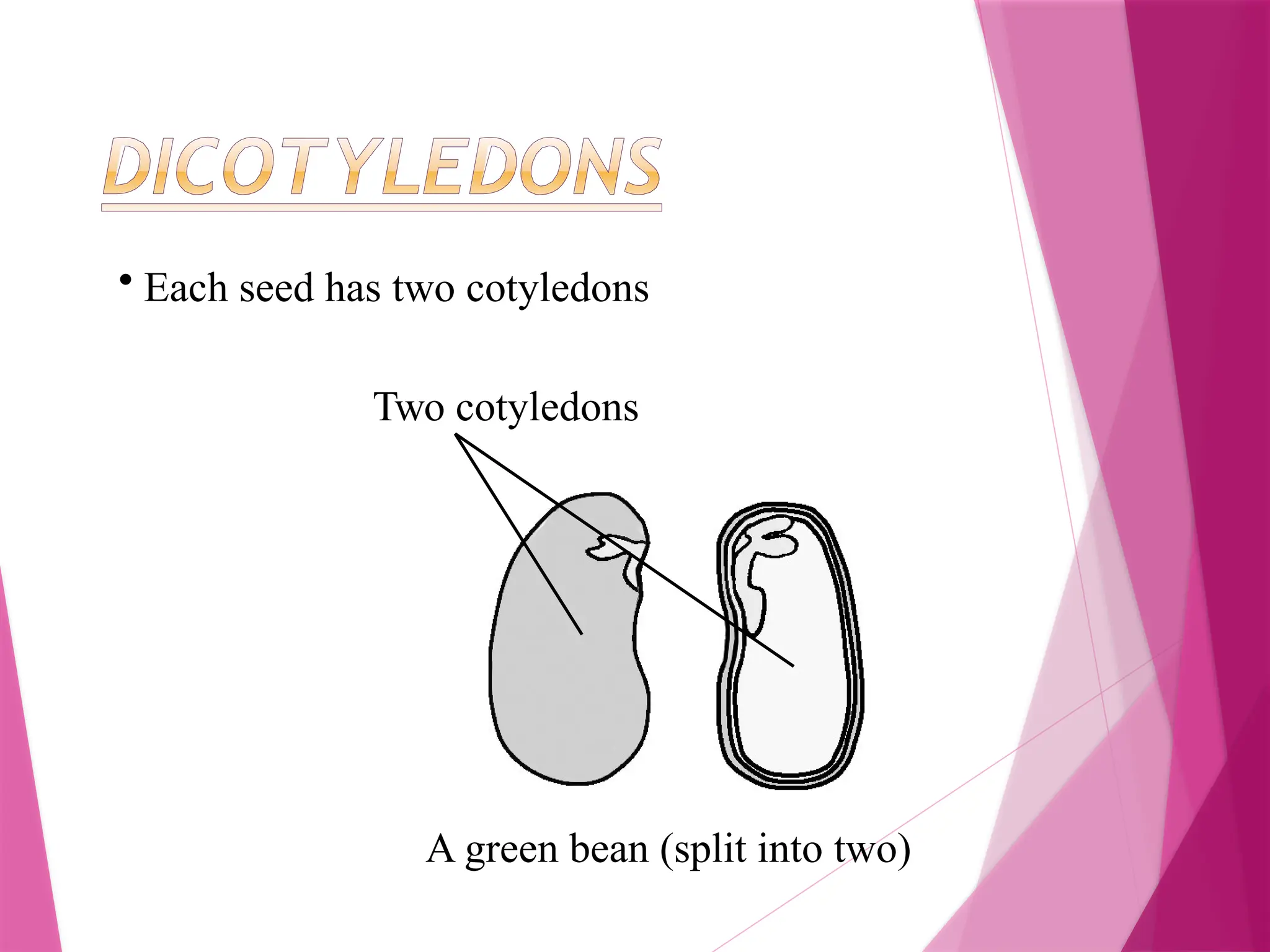FORM 2 CHAPTER 1 BIODIVERSITY BIOLOGY.pptx