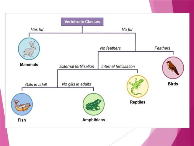 FORM 2 CHAPTER 1 BIODIVERSITY.pptxxxxxxxxxxxxxxxx | PPTX