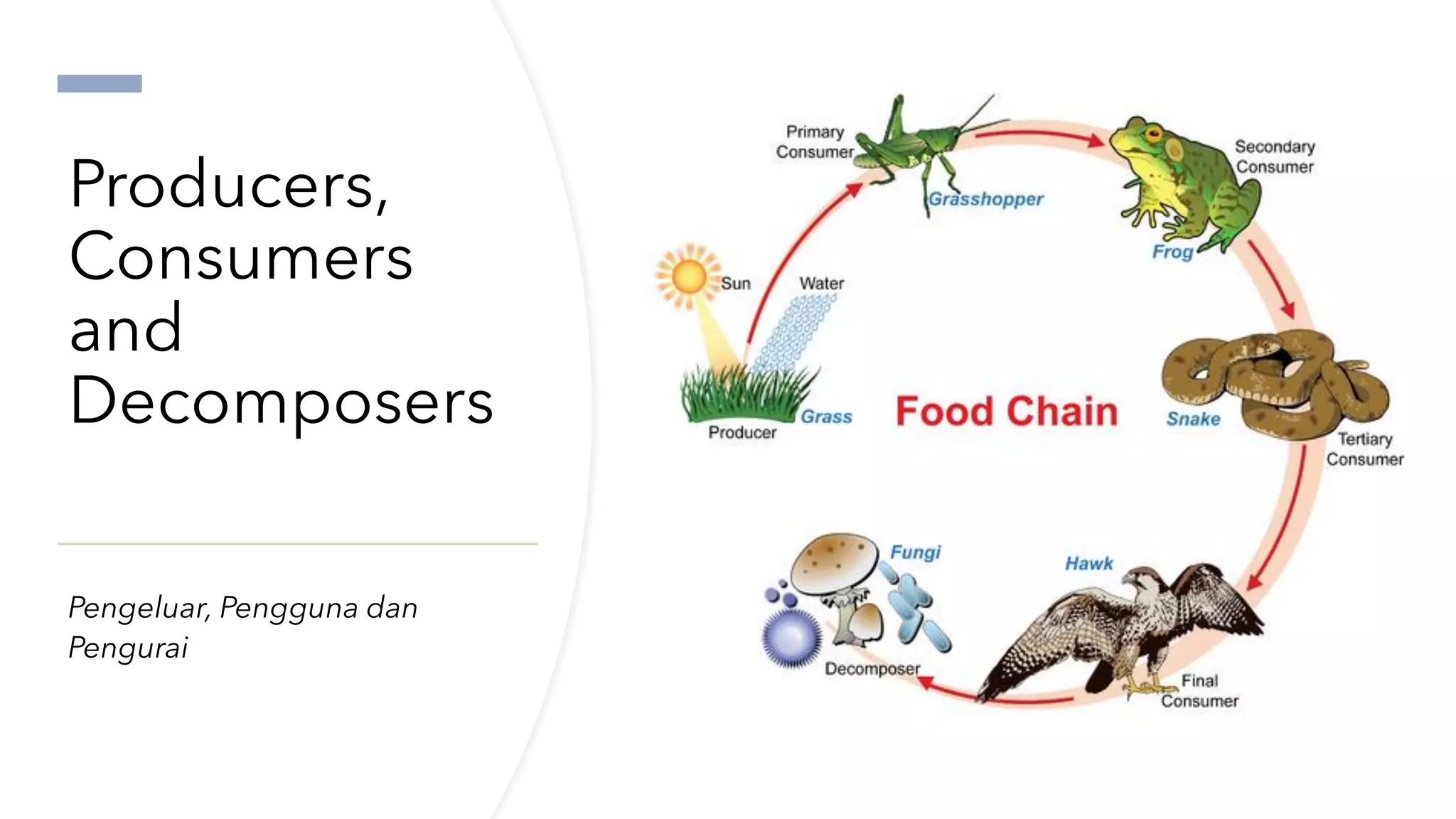 Form 2 Dlp Chapter 2 Ecosystem Pdf