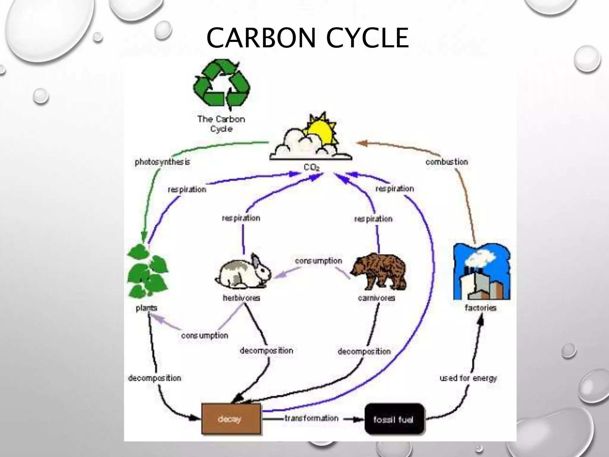 FORM 2 CHAPTER 2 ECOSYSTEM.pptx
