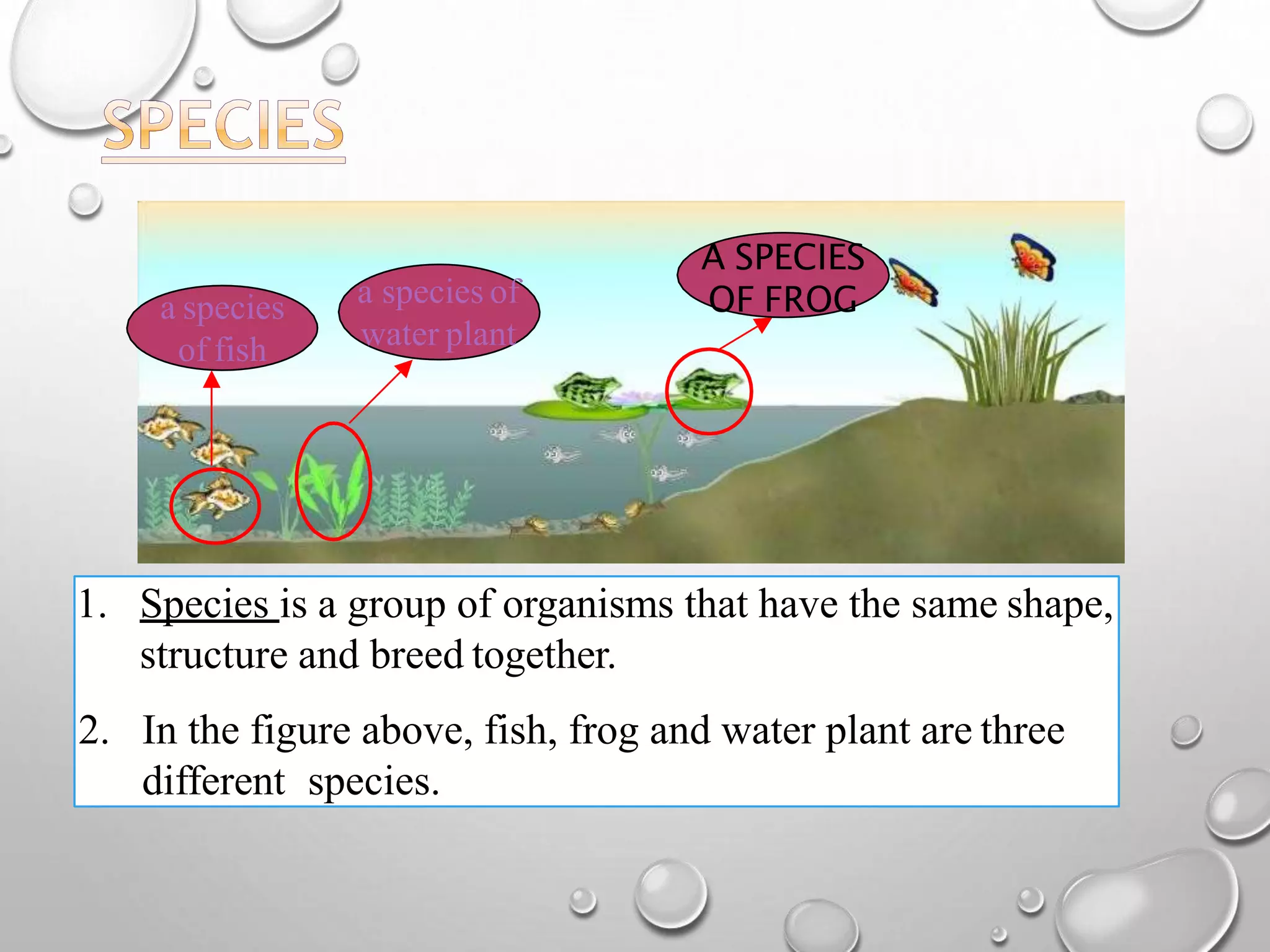 FORM 2 CHAPTER 2 ECOSYSTEM.pptx