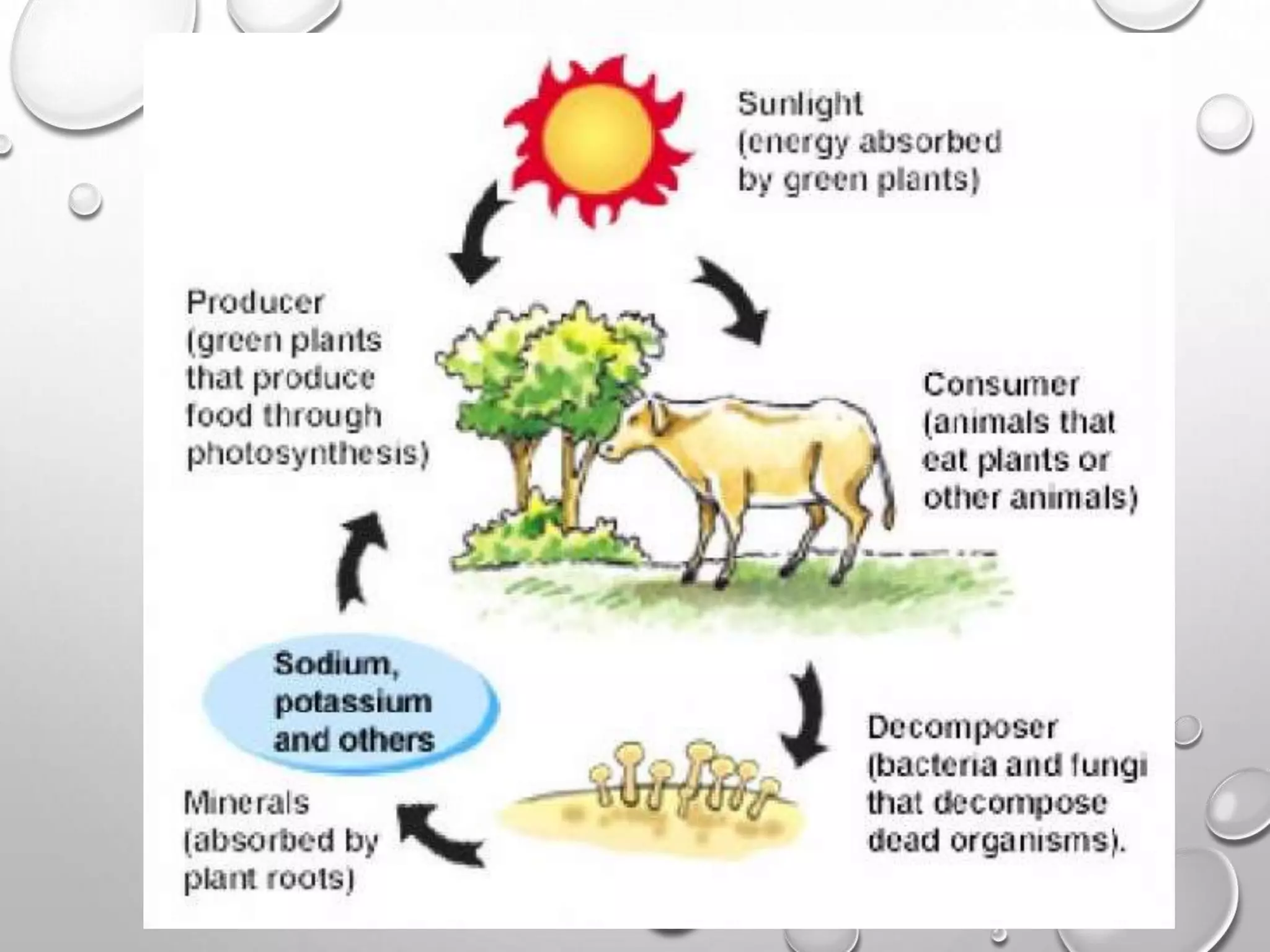 FORM 2 CHAPTER 2 ECOSYSTEM.pptx