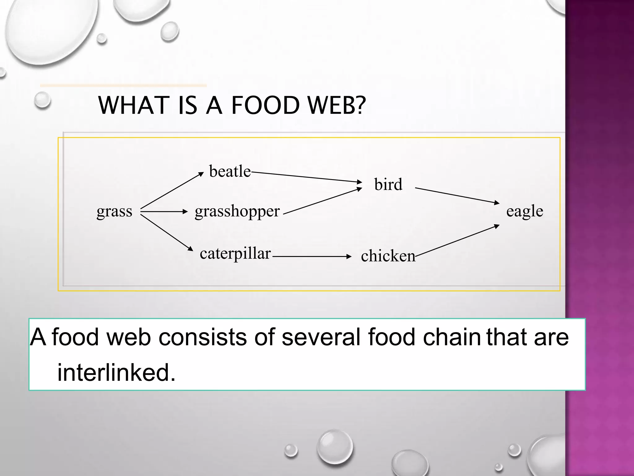 FORM 2 CHAPTER 2 ECOSYSTEM.pptx