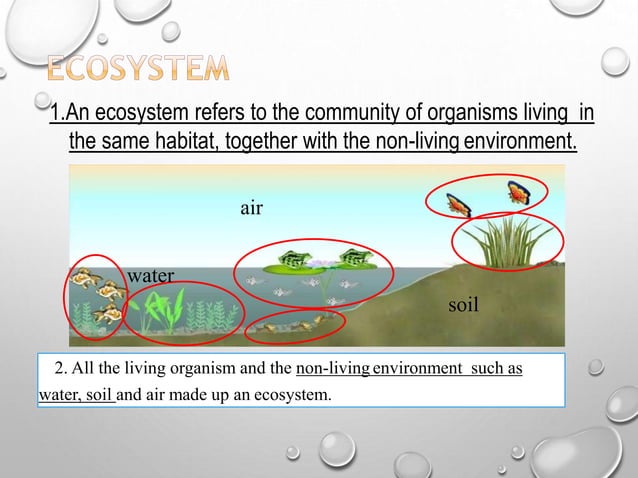 FORM 2 CHAPTER 2 ECOSYSTEM.pptx | Reptiles | Pets