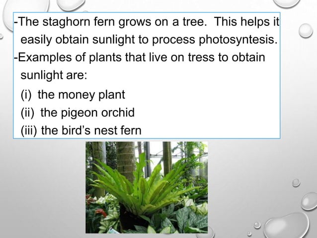 FORM 2 CHAPTER 2 ECOSYSTEM.pptx | Reptiles | Pets