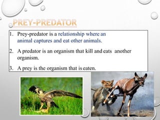 Coevolution Examples Predator And Prey