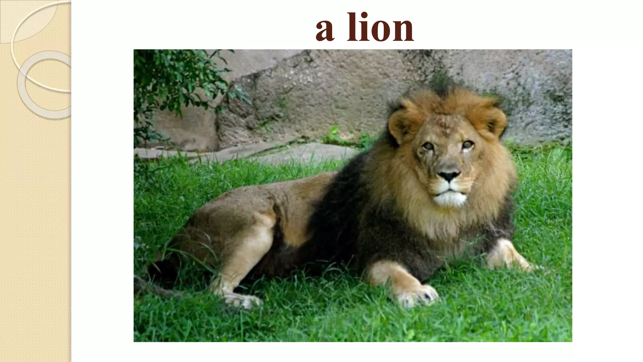 Form 3. Unit 9. Lesson 1. I love animals. .pptx