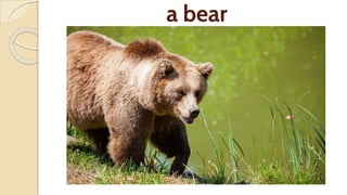 Form 3. Unit 9. Lesson 1. I love animals. .pptx