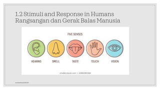 Form 3 chapter 1 stimuli and response | PDF