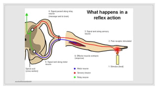 Form 3 chapter 1 stimuli and response | PDF