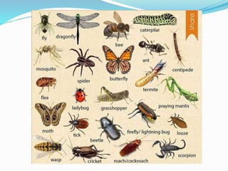 Form 5.unit 7. lesson3.stay safe in the countryside (gymnasia) | PPTX ...