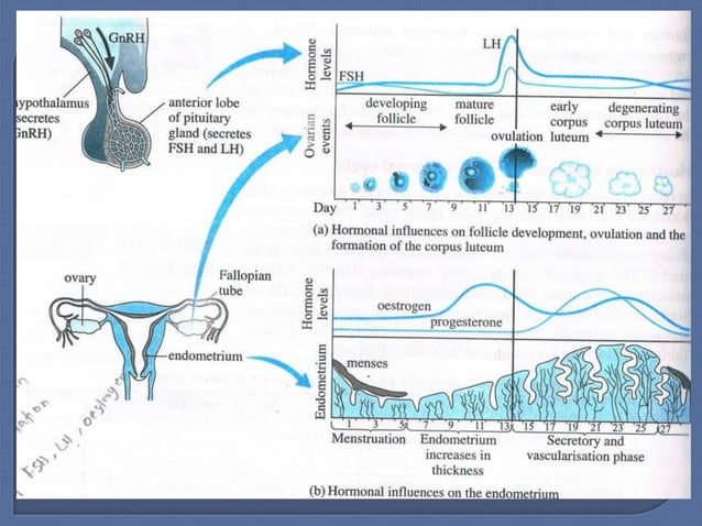 Reproduction and Growth | PPTX
