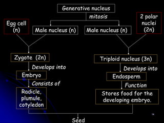 Form 5_Chapter 6_Sexual Reproduction in Flowering Plants.ppt