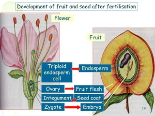 Form 5_Chapter 6_Sexual Reproduction in Flowering Plants.ppt
