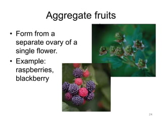Form 5_Chapter 6_Sexual Reproduction in Flowering Plants.ppt