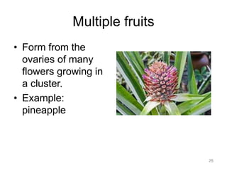 Form 5_Chapter 6_Sexual Reproduction in Flowering Plants.ppt